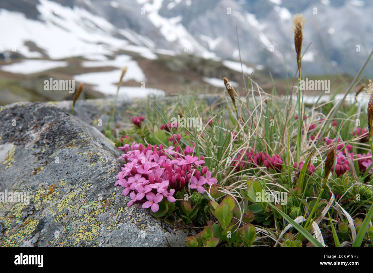 The garland flower, Daphne cneorum grows in the valley of the Cirque de ...