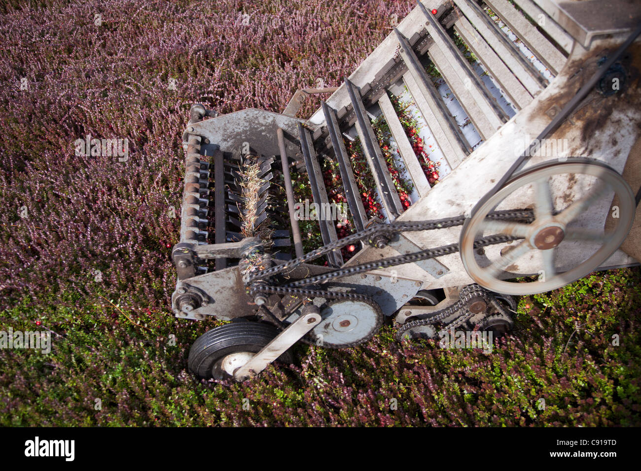 Cranberry picker hi-res stock photography and images - Alamy
