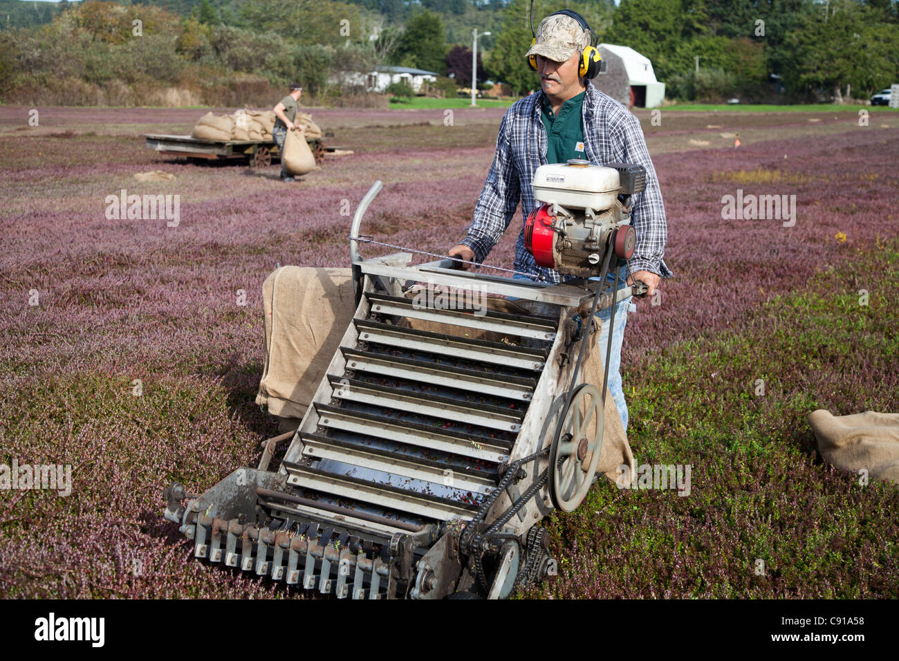 Farmer using machine to harvest Cranberries Stock Photo - Alamy