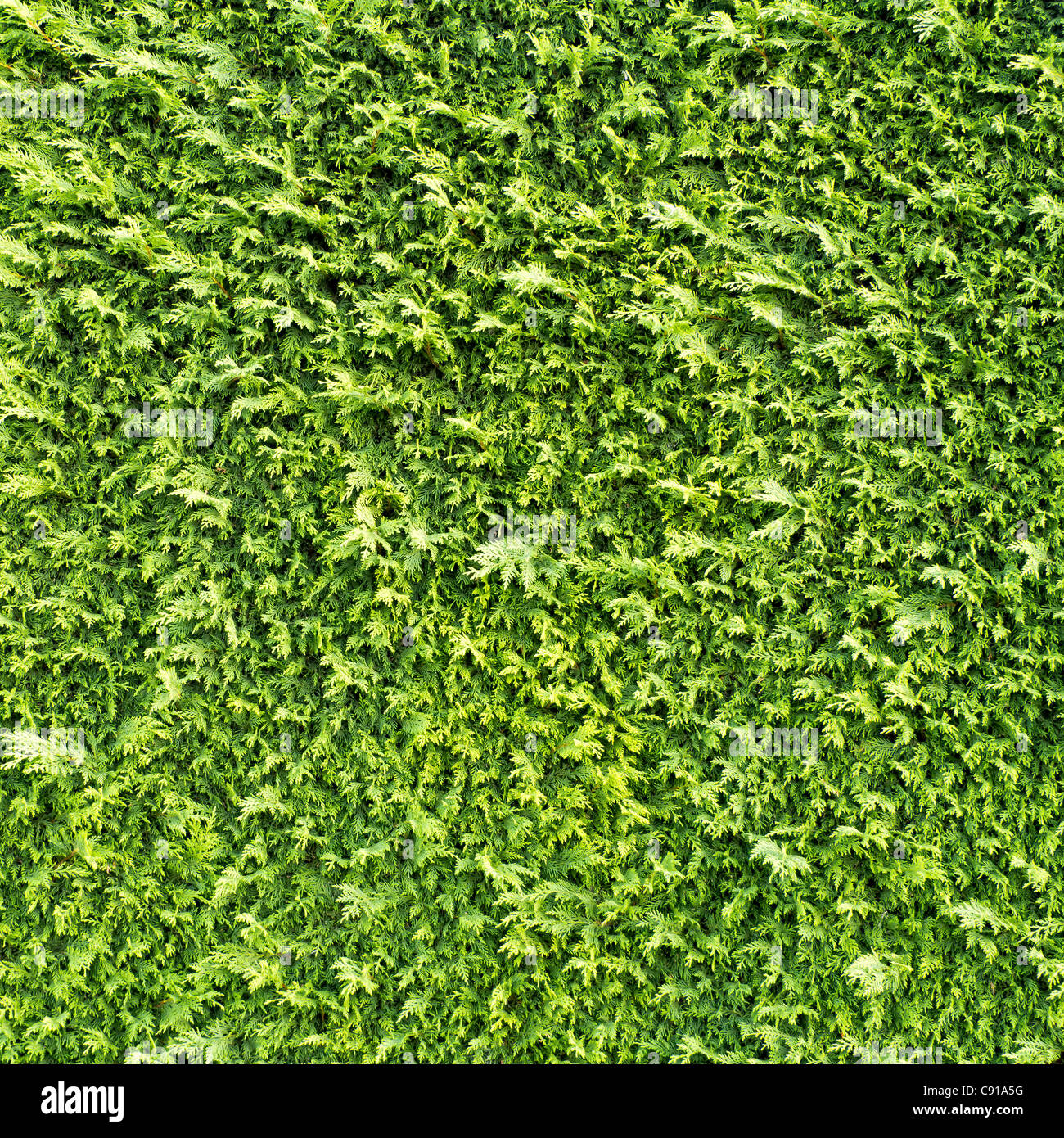 Hedge pattern hi-res stock photography and images - Alamy