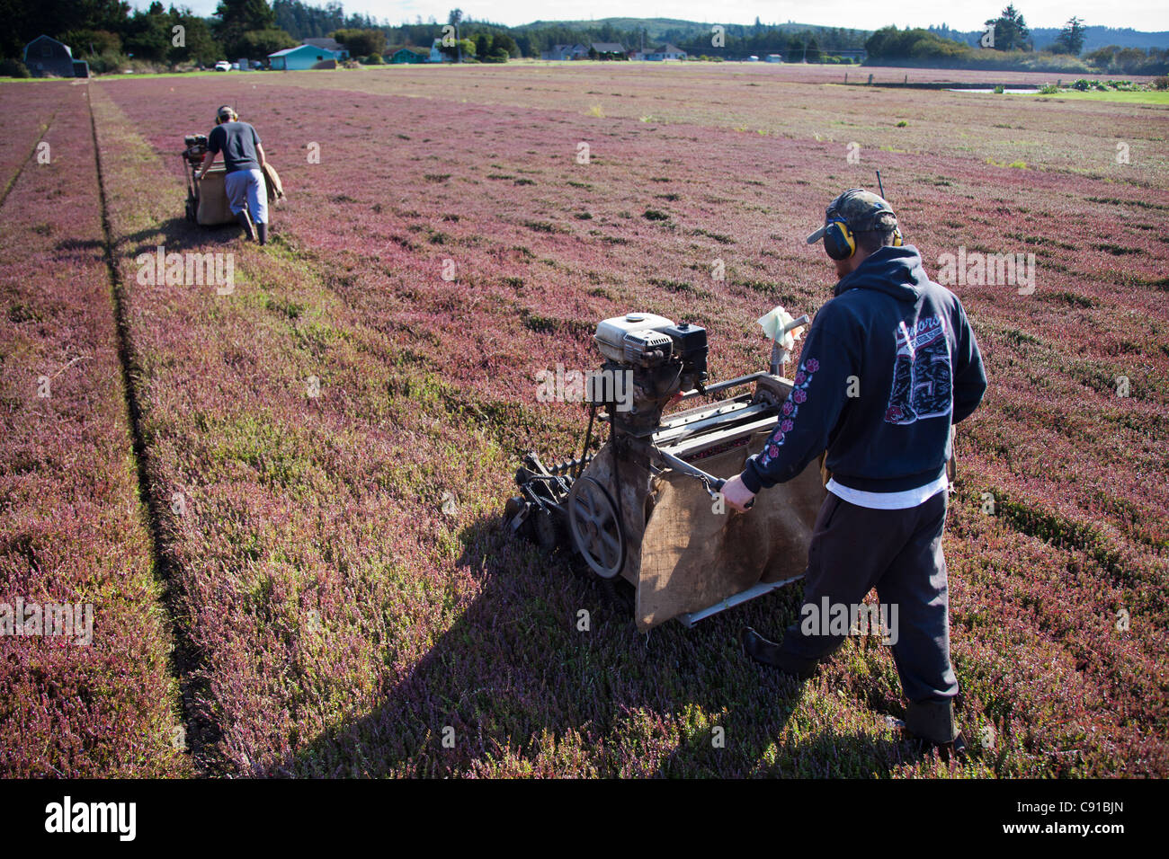 Men operating a cranberry harvesting machines Stock Photo - Alamy