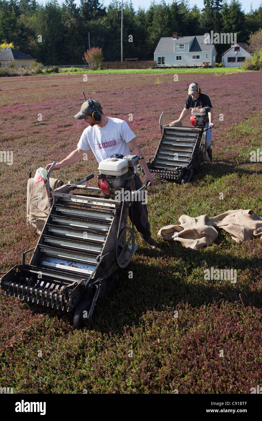 Cranberry Harvest Machine at Victoria Horton blog