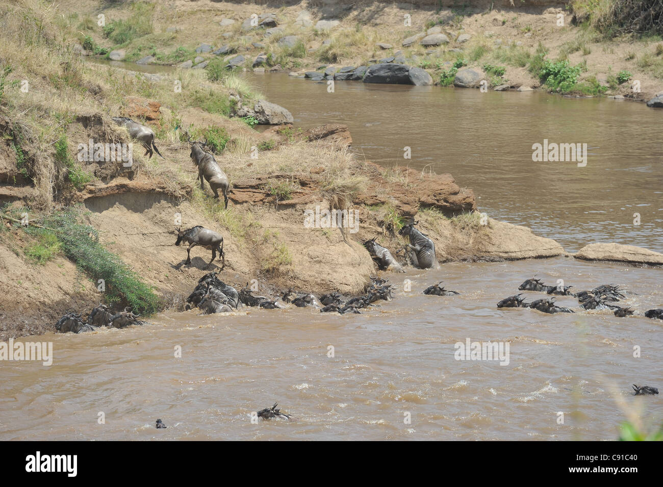 Blue wildebeest - Brindled gnu - Common wildebeest (Connochaetes ...
