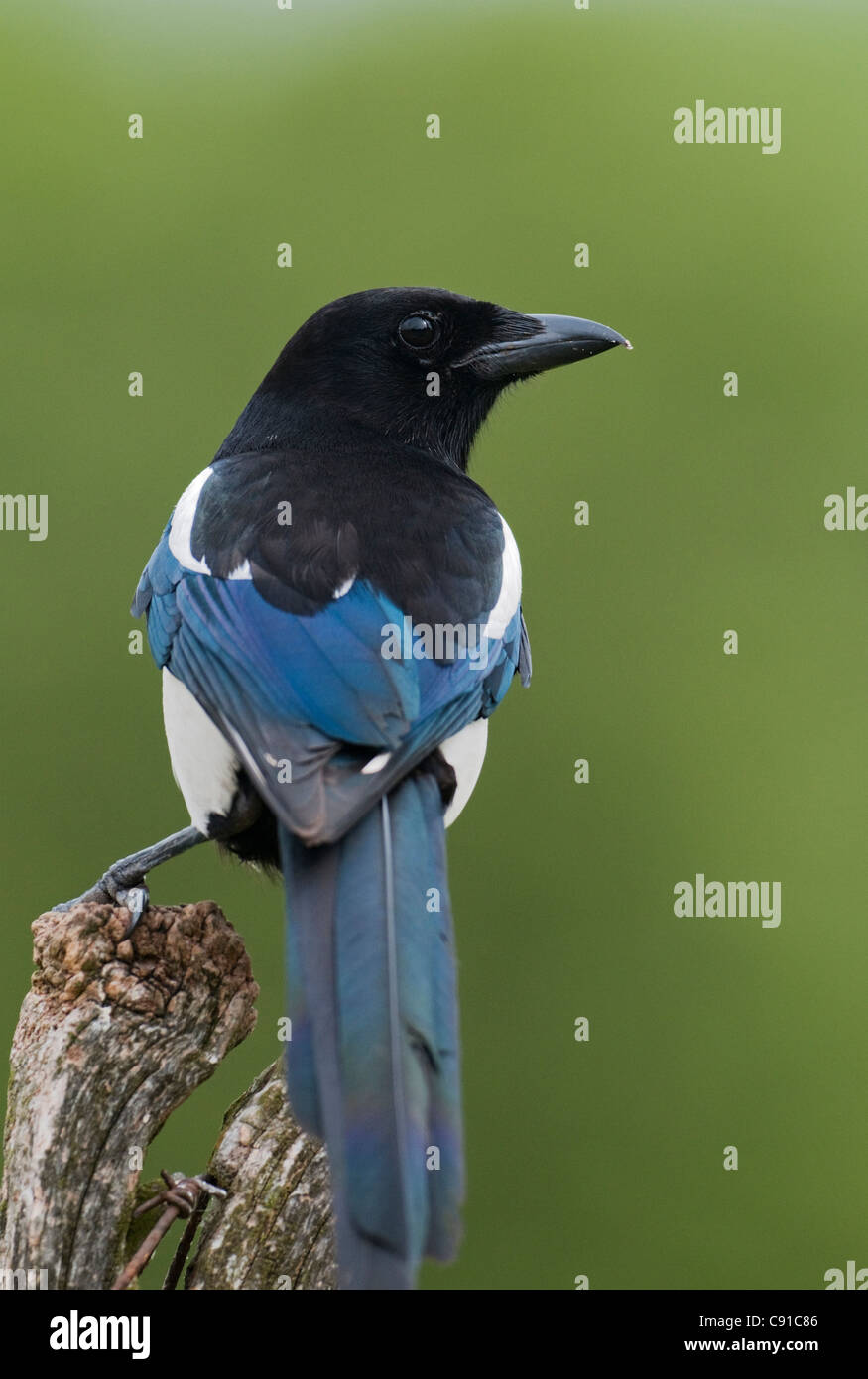 magpie perched on an old fence post Stock Photo - Alamy