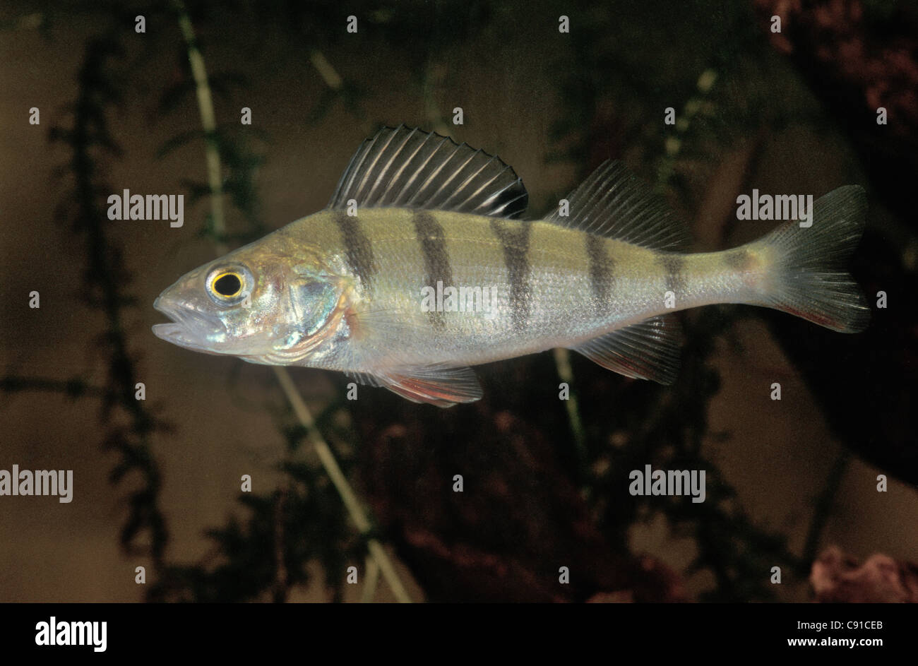 European Perch - Redfin perch (Perca fluviatilis) swimming in a pond ...