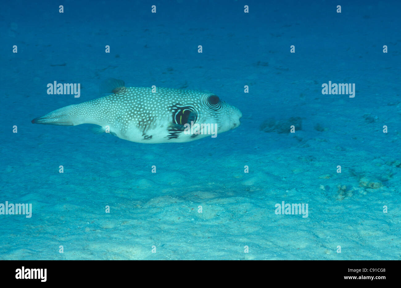 Starry pufferfish (Arothron stellatus) swimming Stock Photo - Alamy