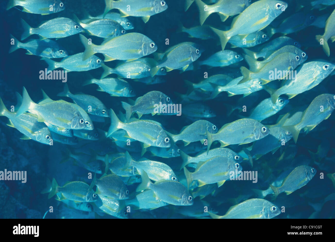 Bastard grunt (Pomadasys incisus) shoaling Stock Photo - Alamy