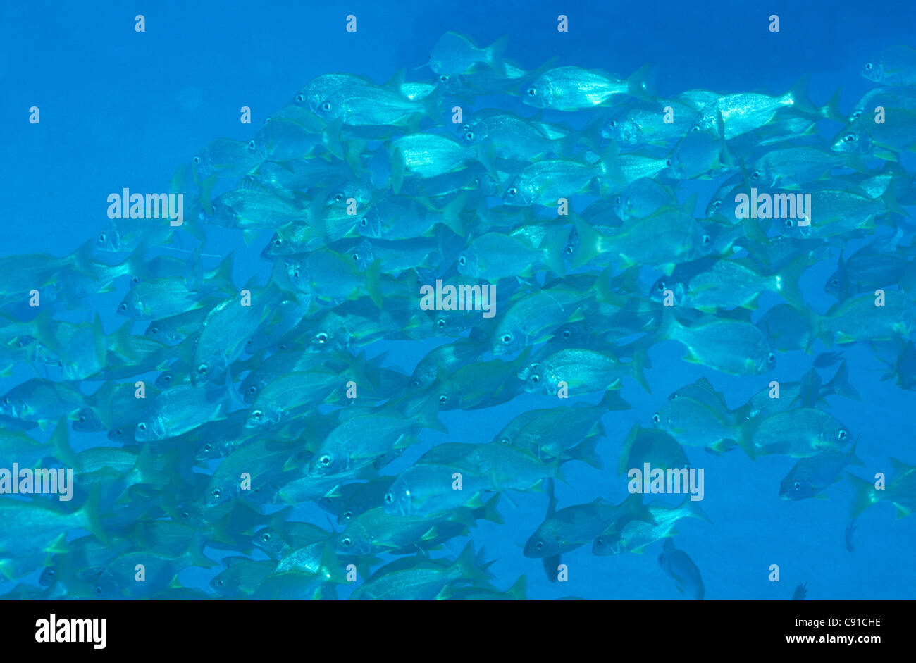 Bastard grunt (Pomadasys incisus) shoaling Stock Photo - Alamy