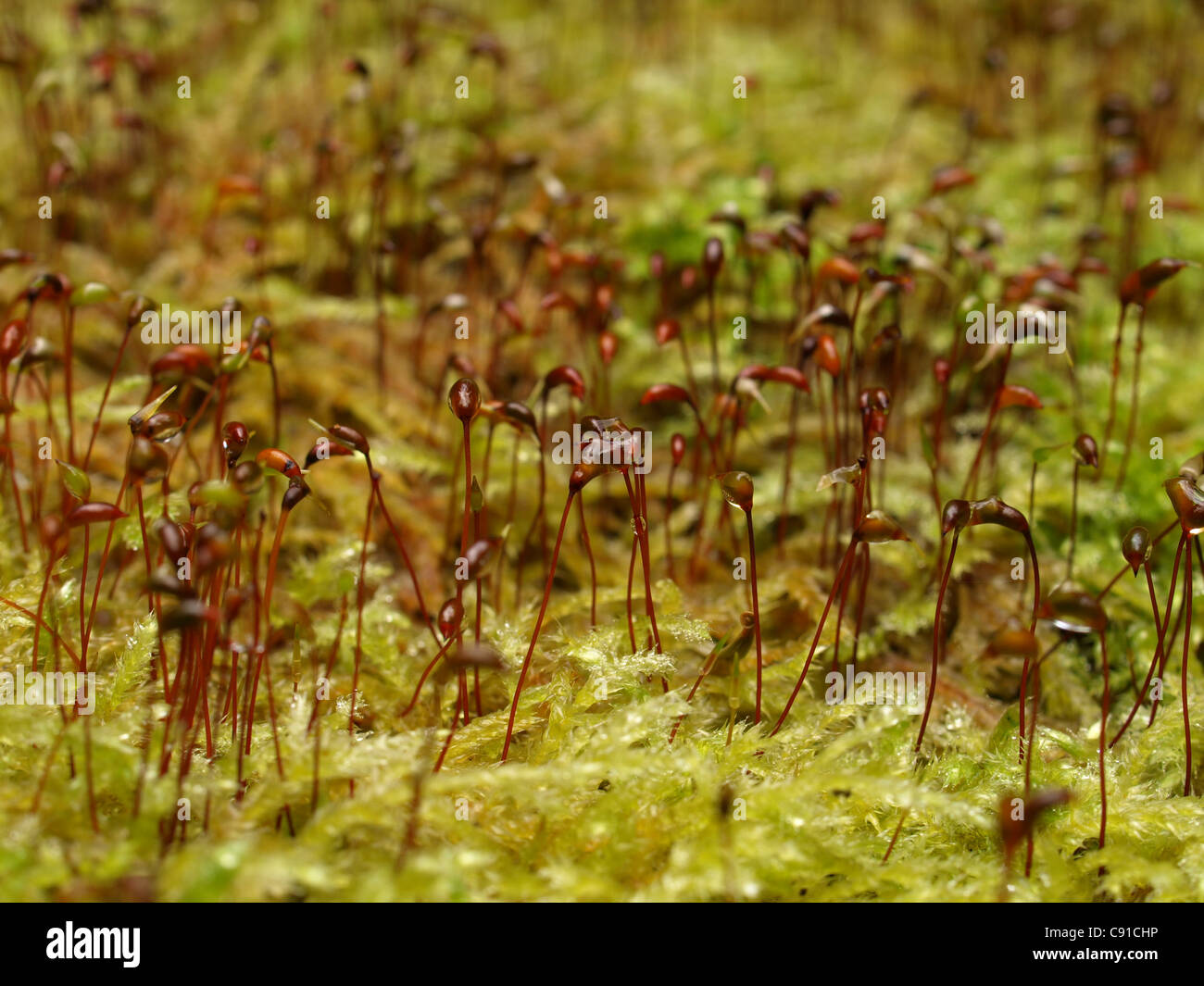 Haircap moss / Hair moss / Star moss / Polytrichum formosum / Schönes ...