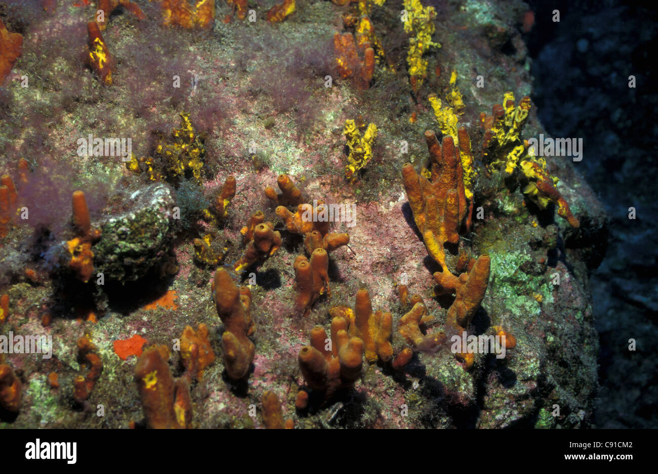 Gold-sponge - Golden sponge - Sulfur sponge (Verongia aerophoba ...