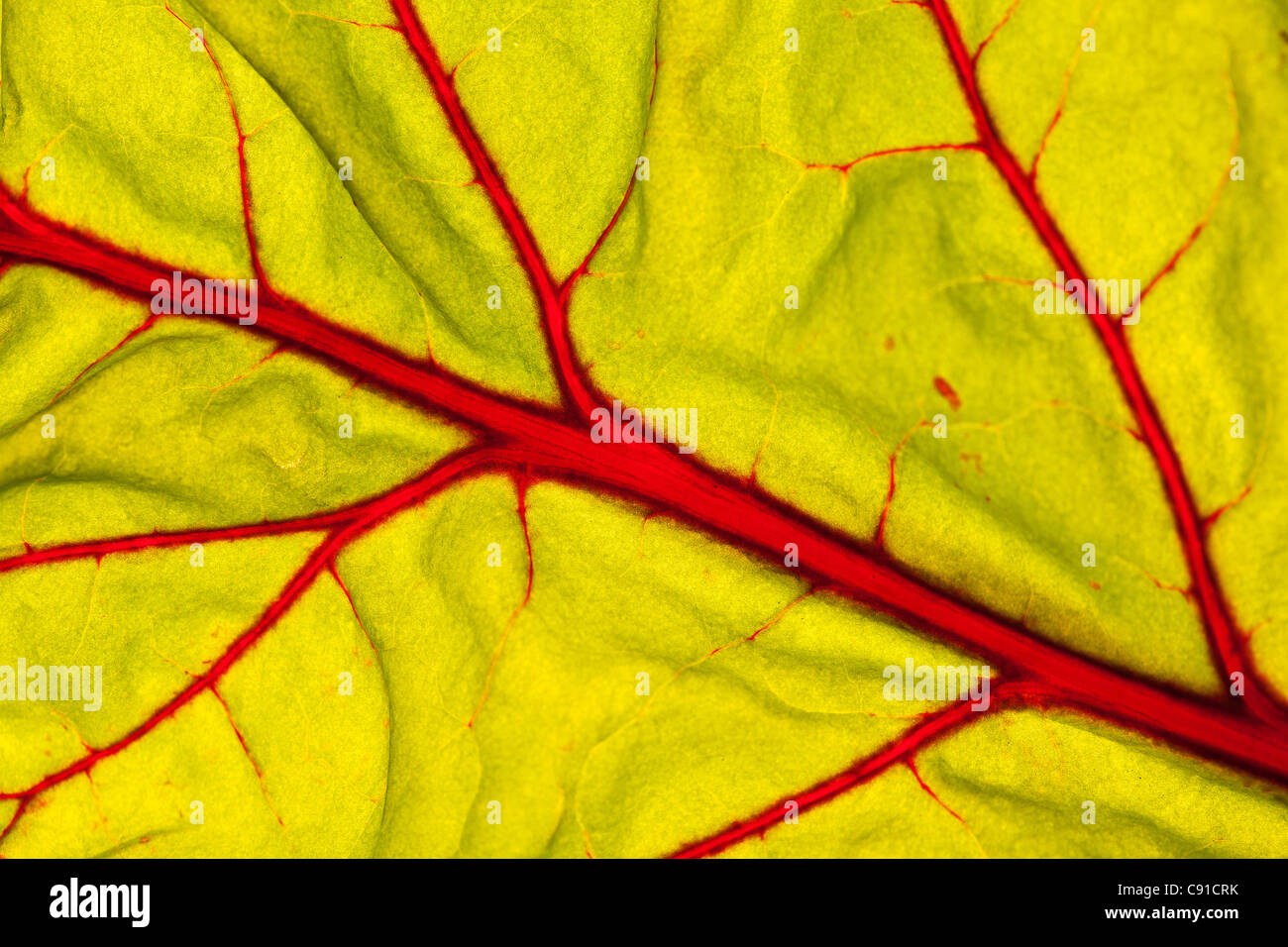 Beetroot leaf close up Stock Photo - Alamy