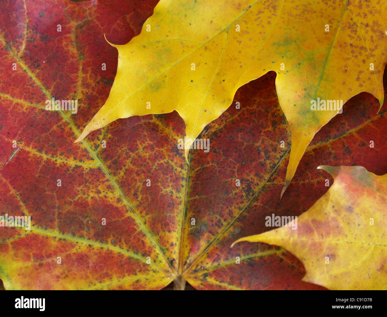 Three pointed leaves hi-res stock photography and images - Alamy