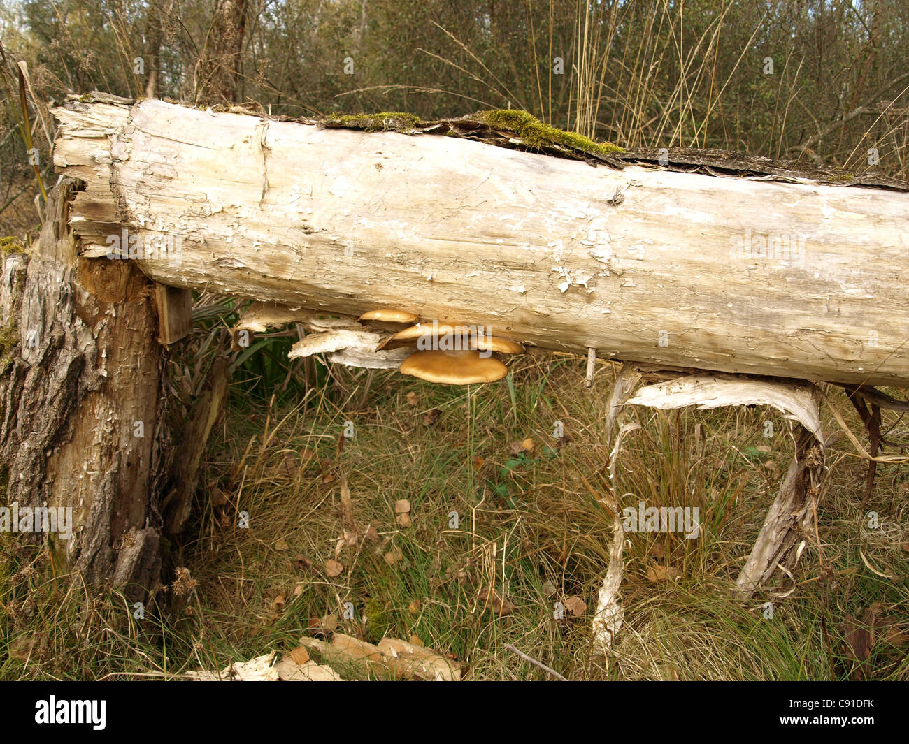 Oyster mushroom / Pleurotus ostreatus / Austernseitling / Austern ...