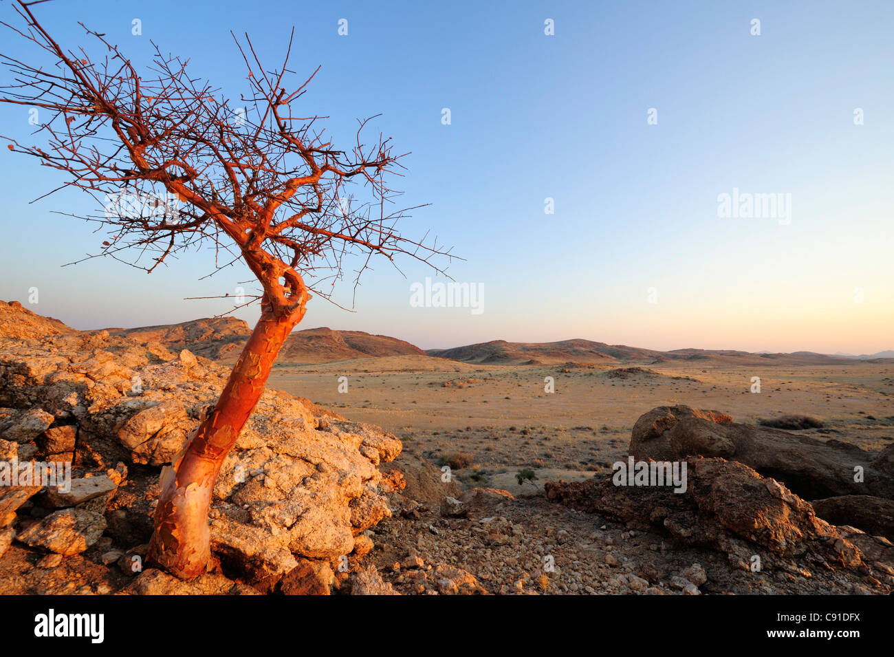 Tree at rock over savannah, Namib Naukluft National Park, Namib desert ...
