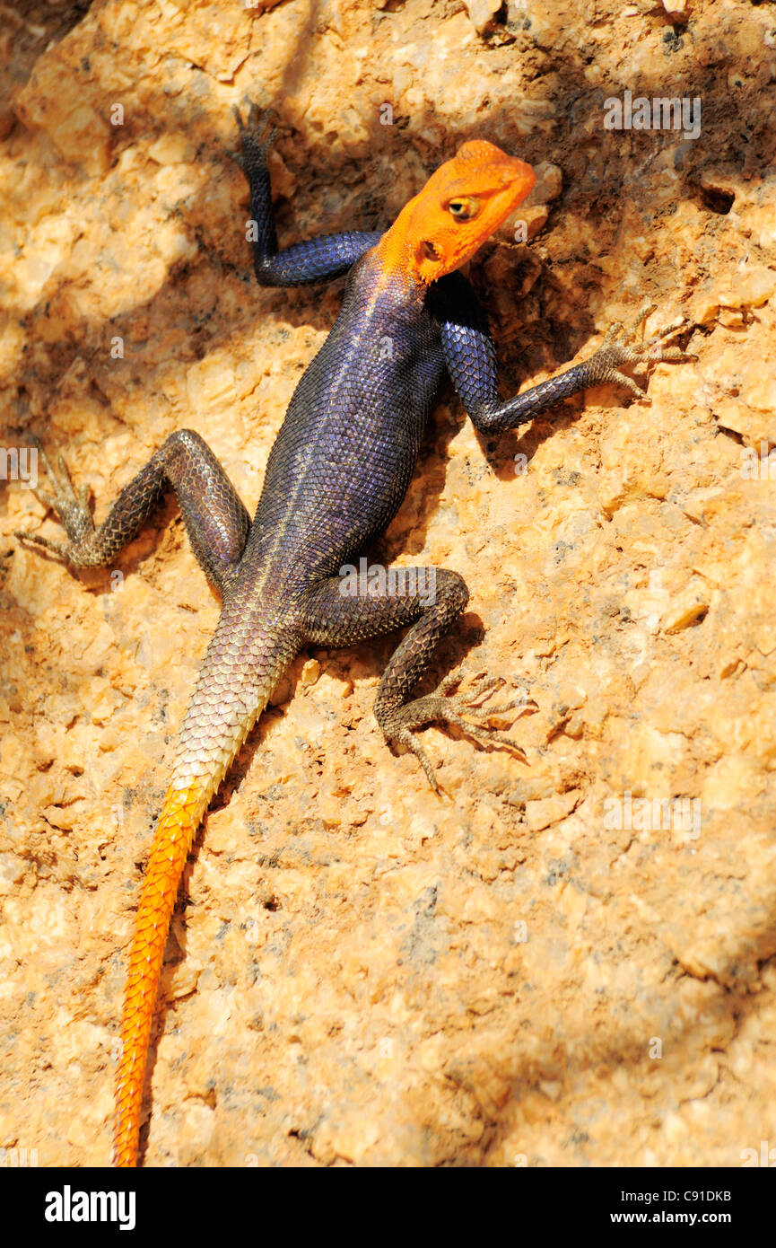 Lizard Agama planiceps, Spitzkoppe, Namibia Stock Photo - Alamy