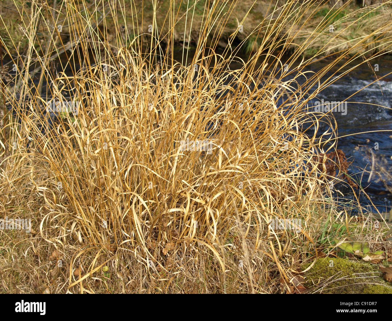 Moor molinia caerulea hi-res stock photography and images - Alamy