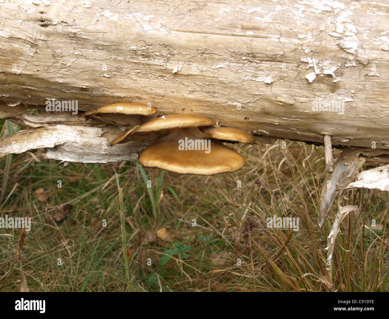 Oyster mushroom / Pleurotus ostreatus / Austernseitling / Austern ...