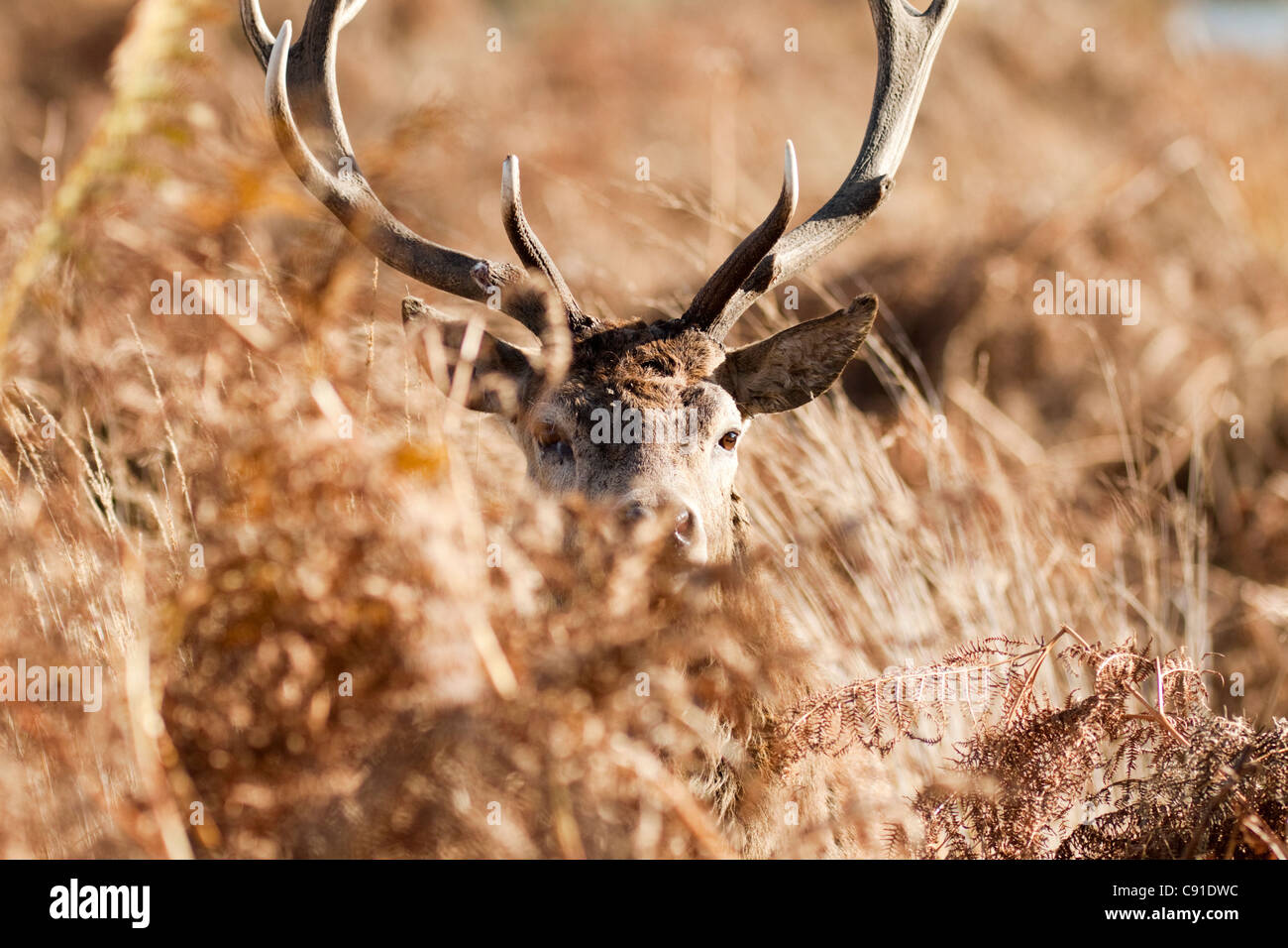 Red deer stag, Curvus elaphus, Richmond park, autumn/fall, Surrey ...