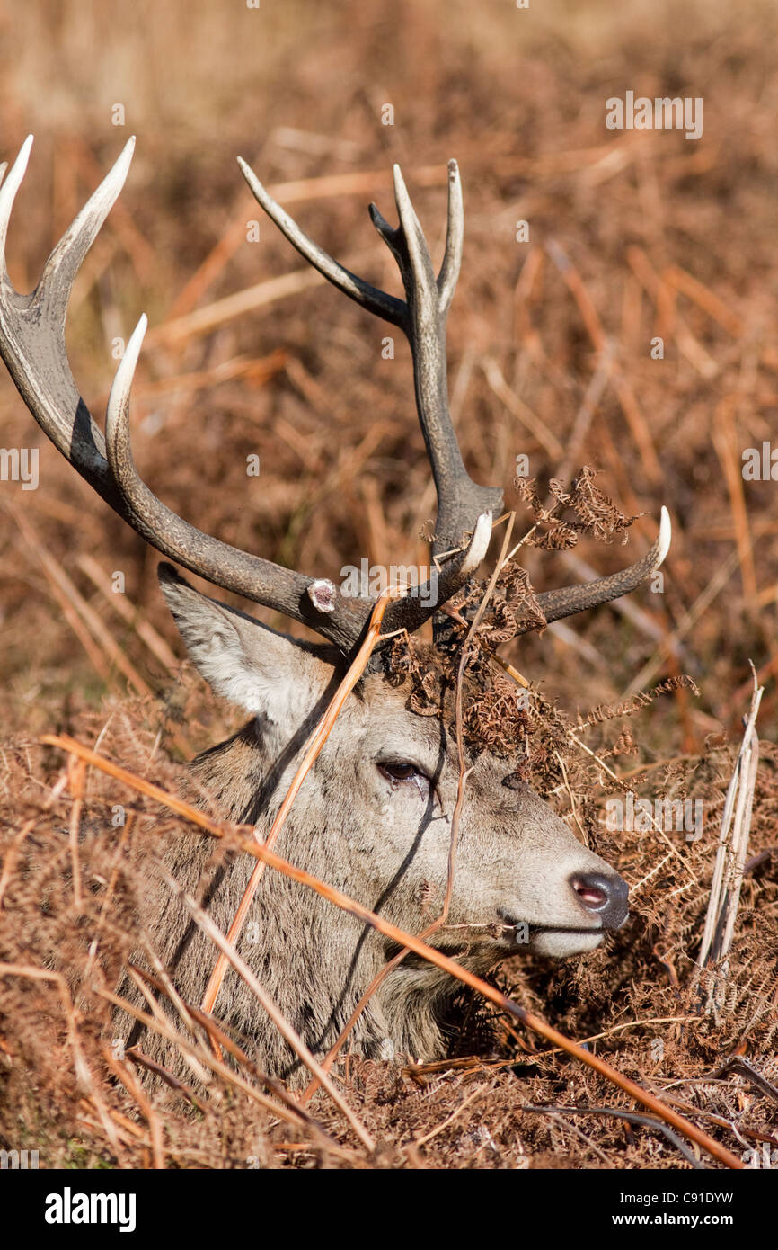 Red deer stag, Curvus elaphus, Richmond park, autumn/fall, Surrey ...