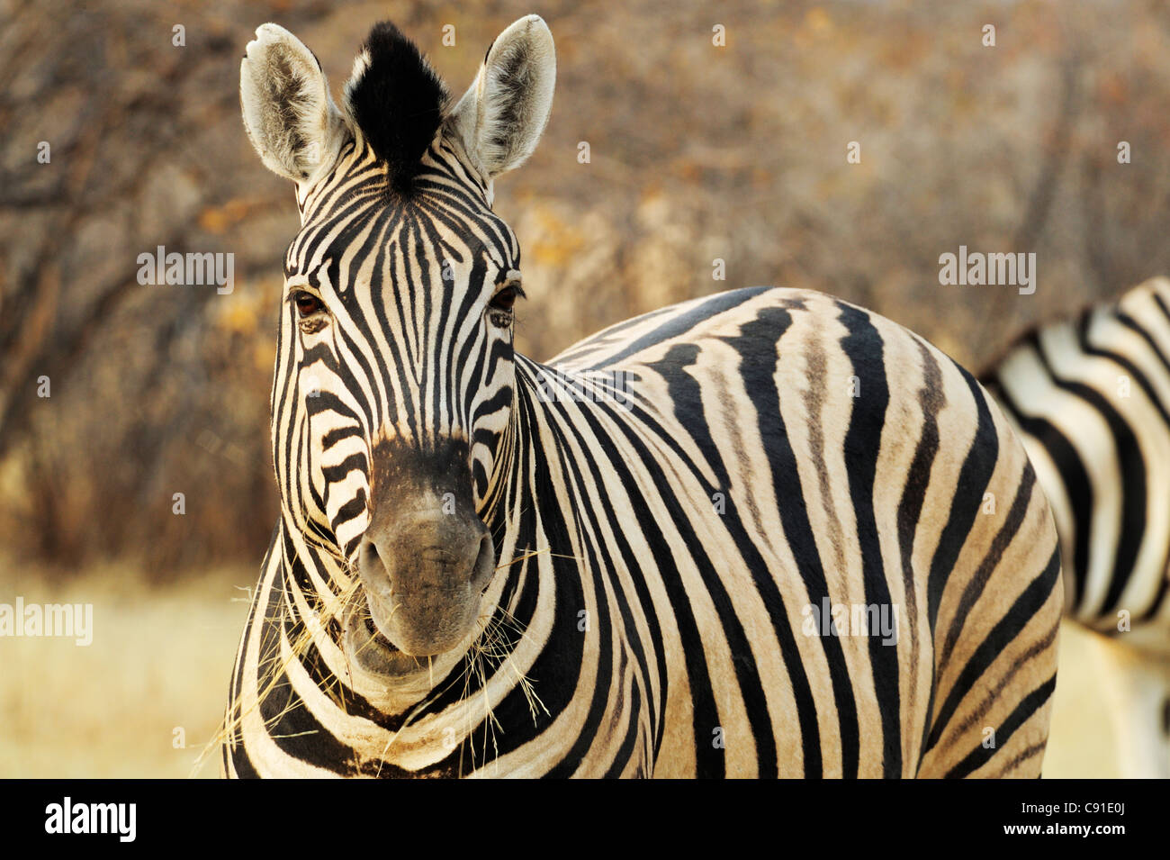 Zebra eating grass, Plains zebra, Equus burchelli, Etosha National Park ...