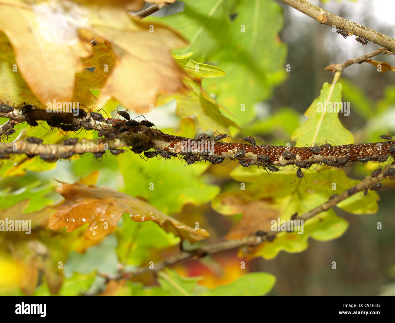 Lachniden hi-res stock photography and images - Alamy