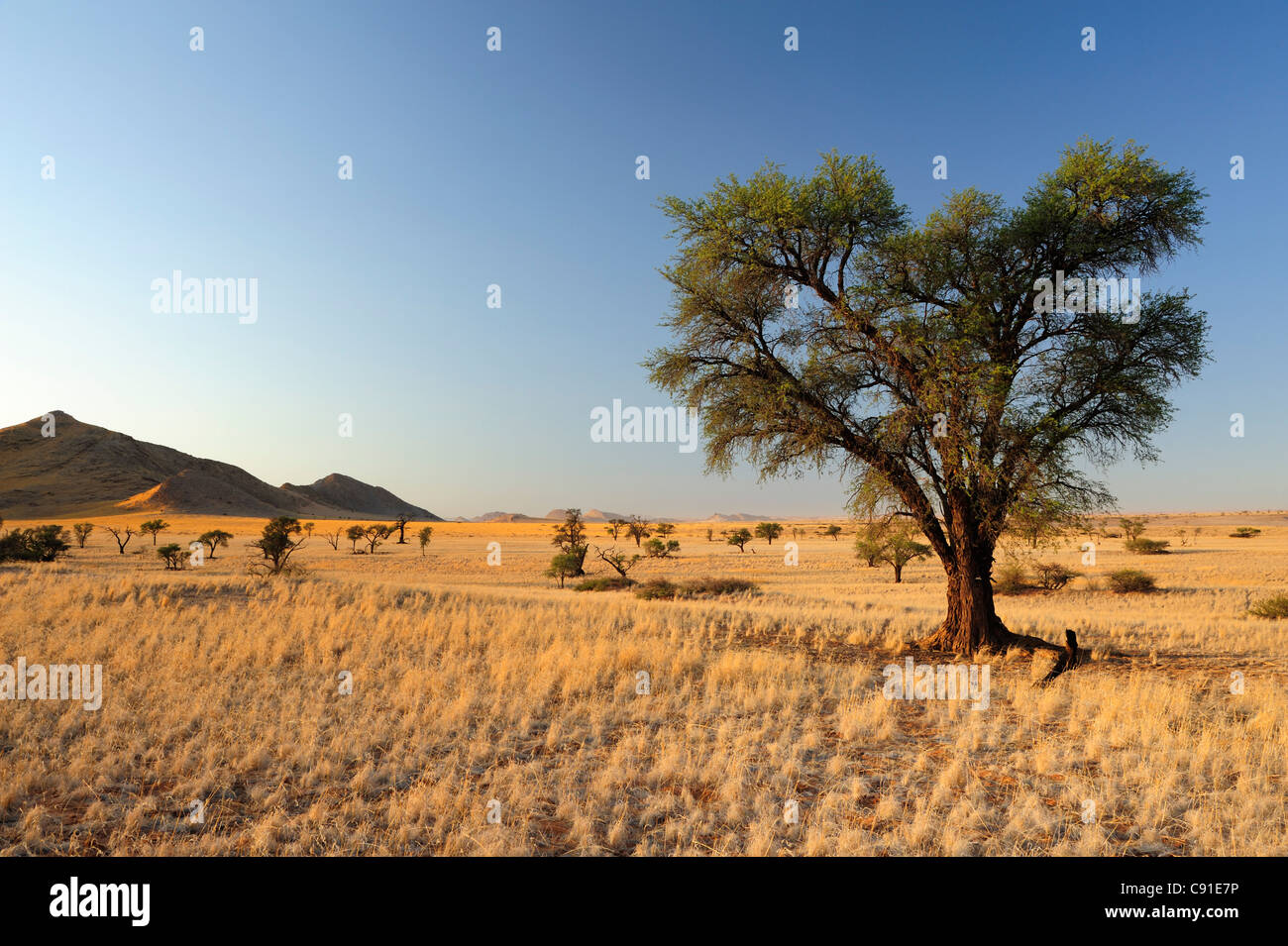 Camel-thorn tree in savannah, Acacia erioloba near Namib Naucluft ...