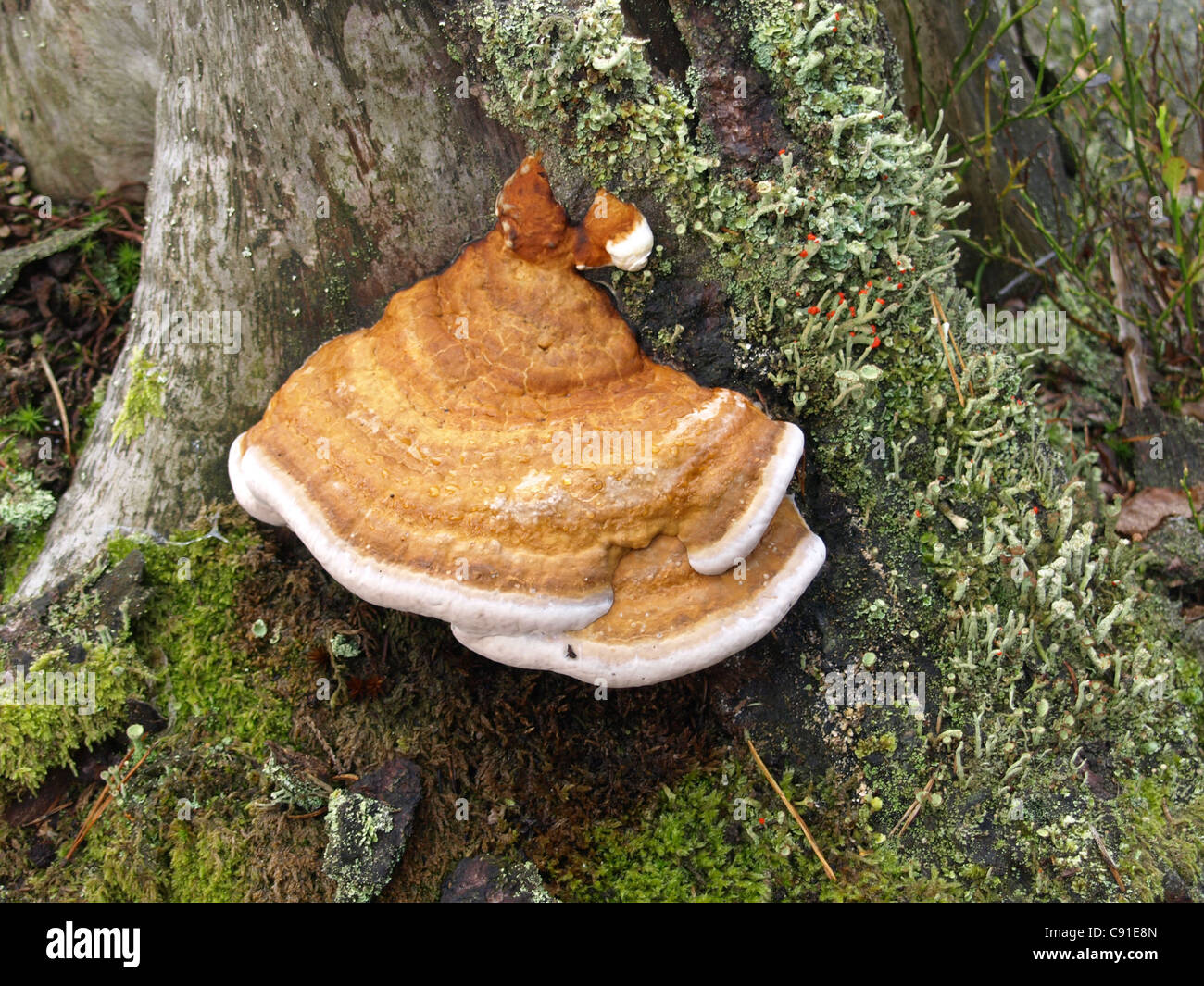 Tinder Fungus / Hoof Fungus / Tinder Conk / Tinder Polypore / Ice Man ...