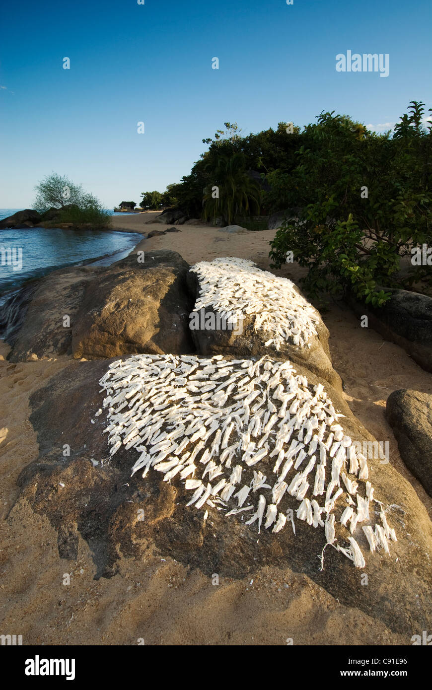Kasava dries on rocks at Mwaya near Matete on the shore of lake Malawi ...