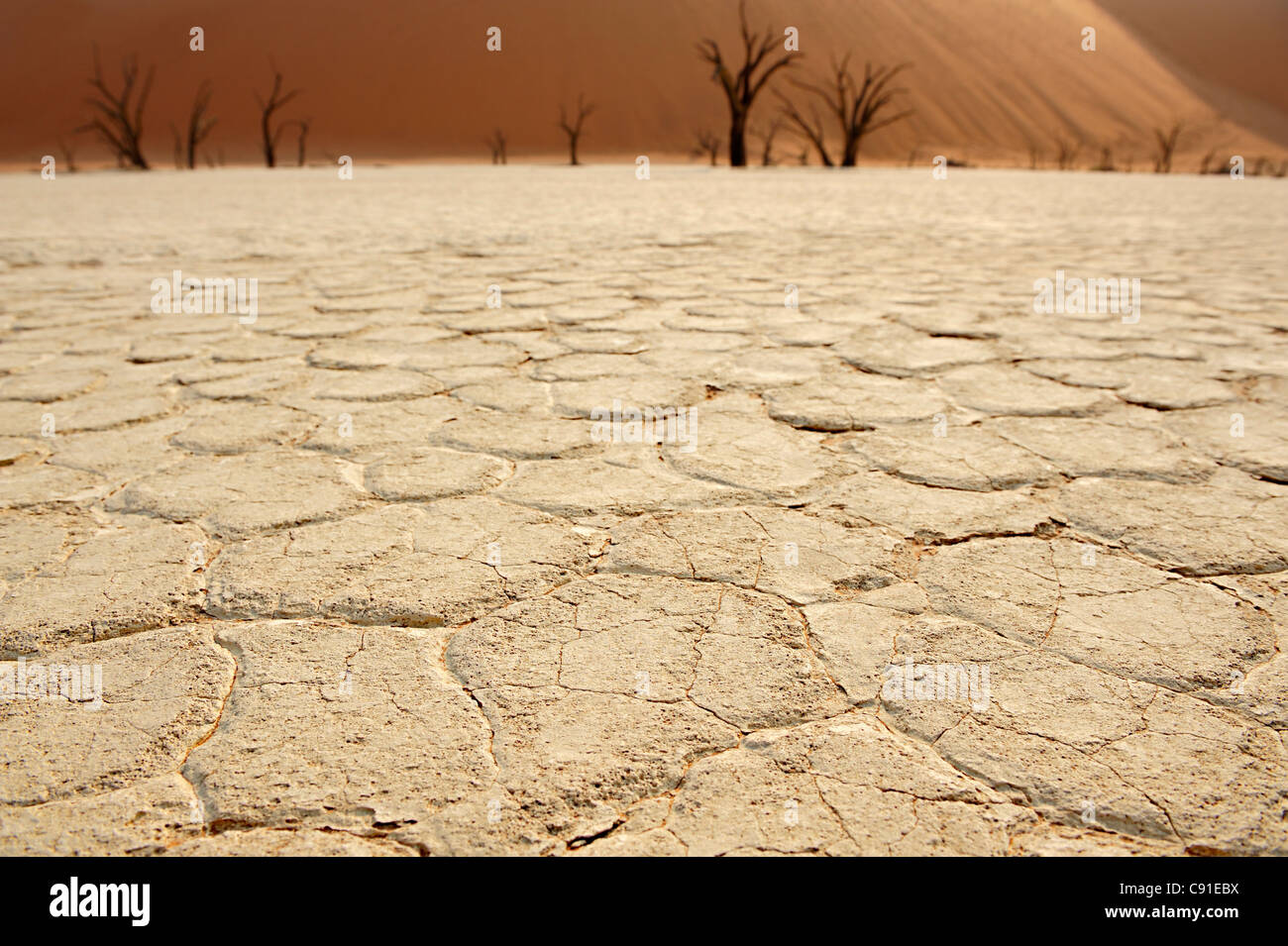 Comb shaped clay soil with dead trees in background Deadvlei Sossusvlei ...