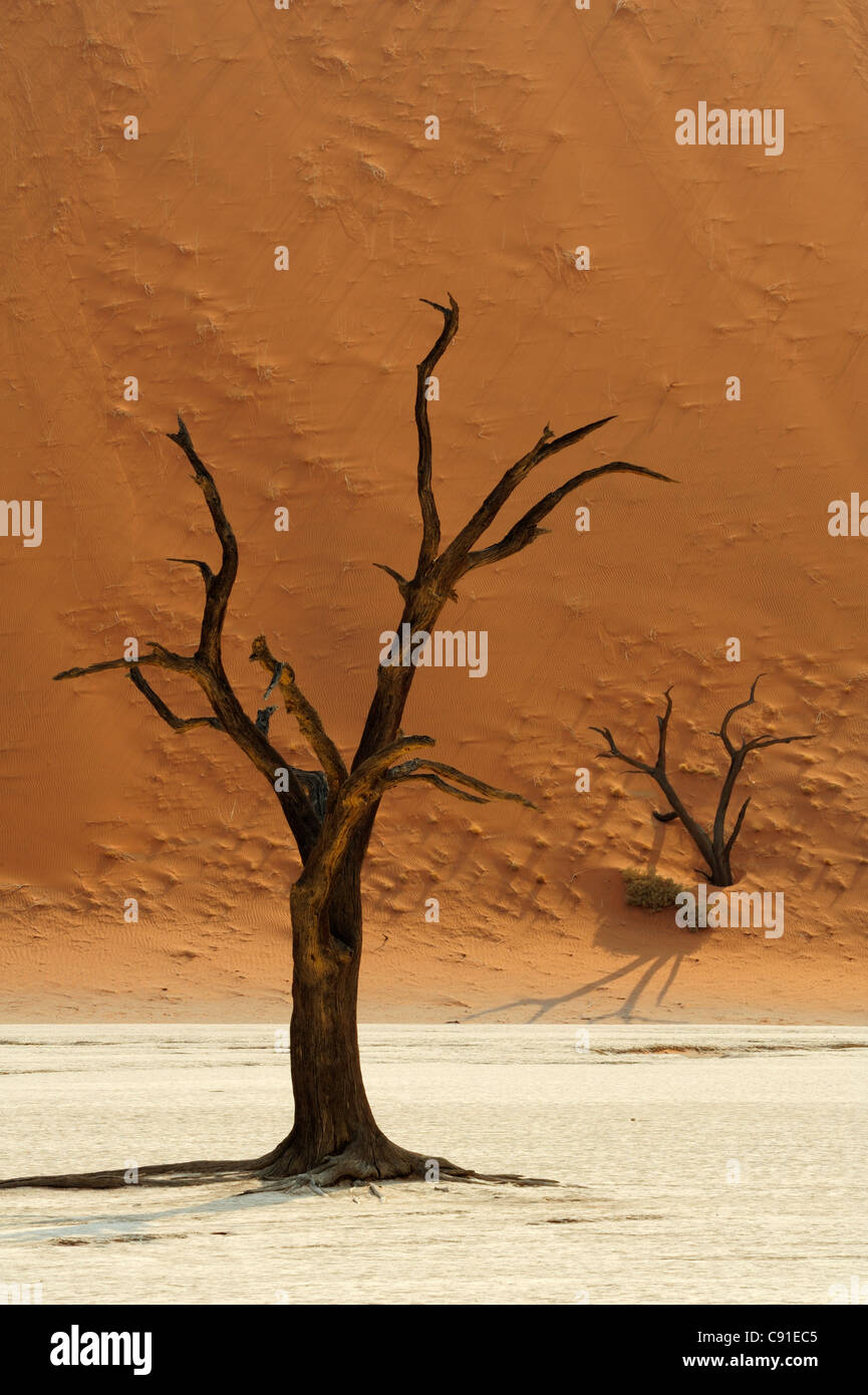 Dead tree on clay soil in front of red sand dune Deadvlei Sossusvlei ...