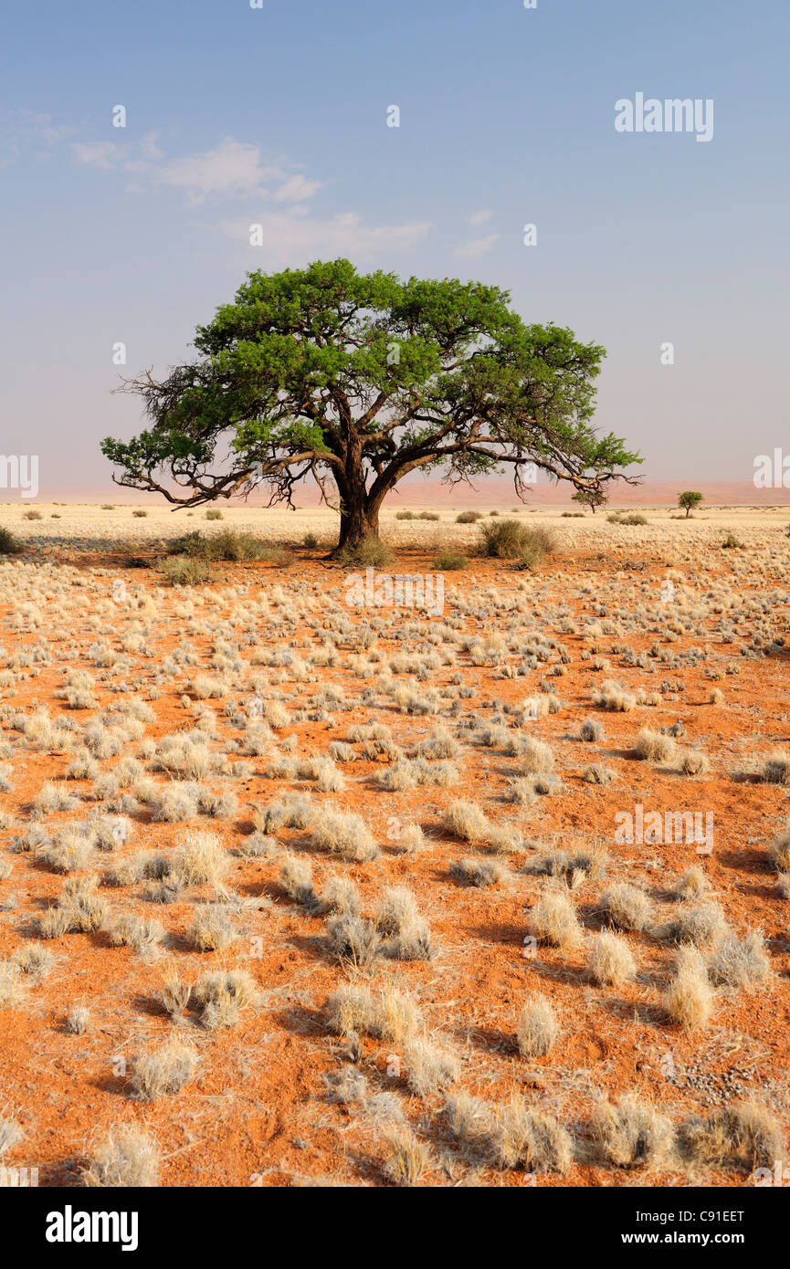 Camel-thorn tree in savannah, Namib desert, Namibia Stock Photo - Alamy