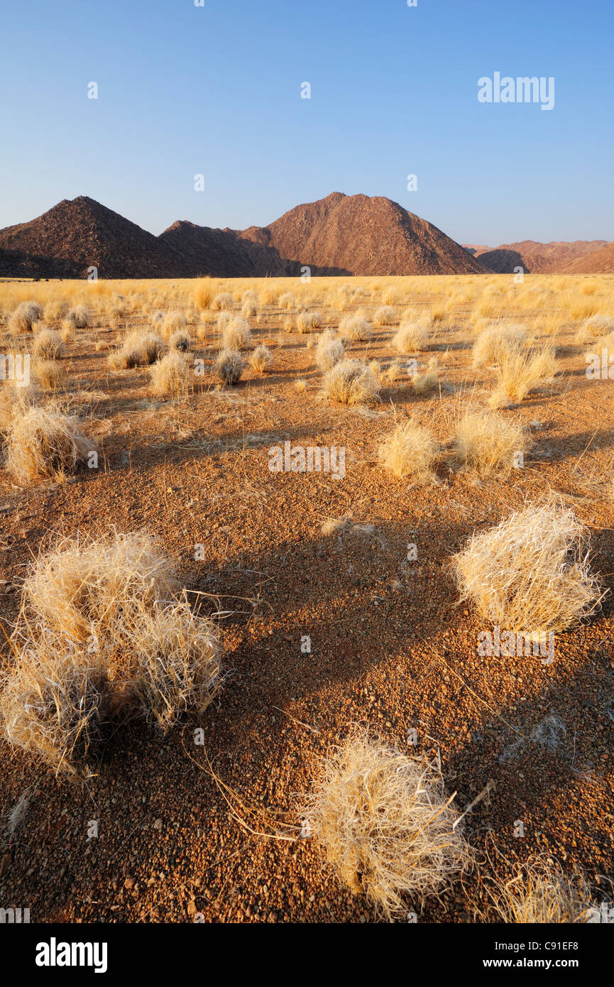 Savannah grass in front of Tiras mountains, Namib desert, Namibia Stock ...