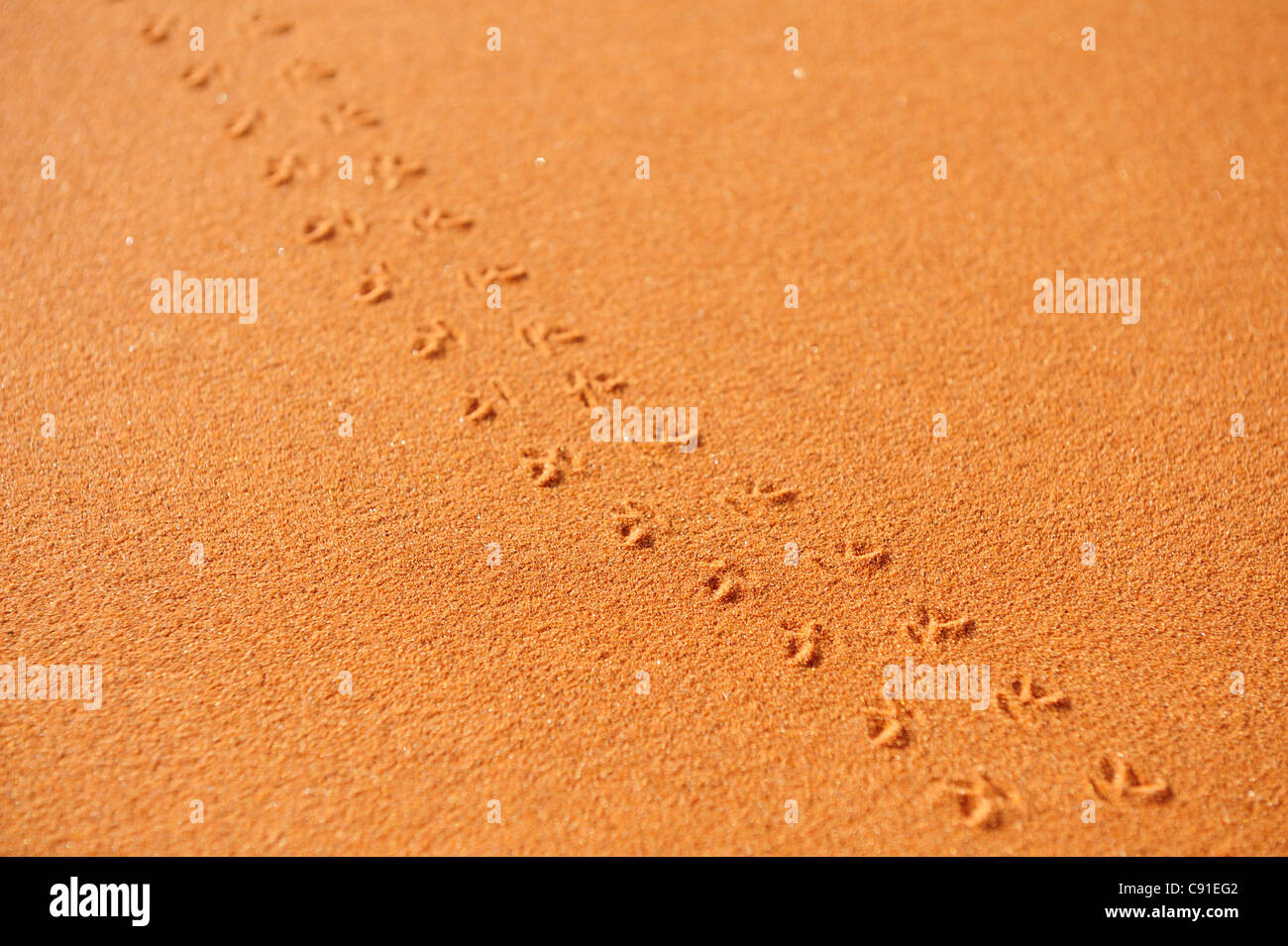 Animal tracks in red sand hi-res stock photography and images - Alamy