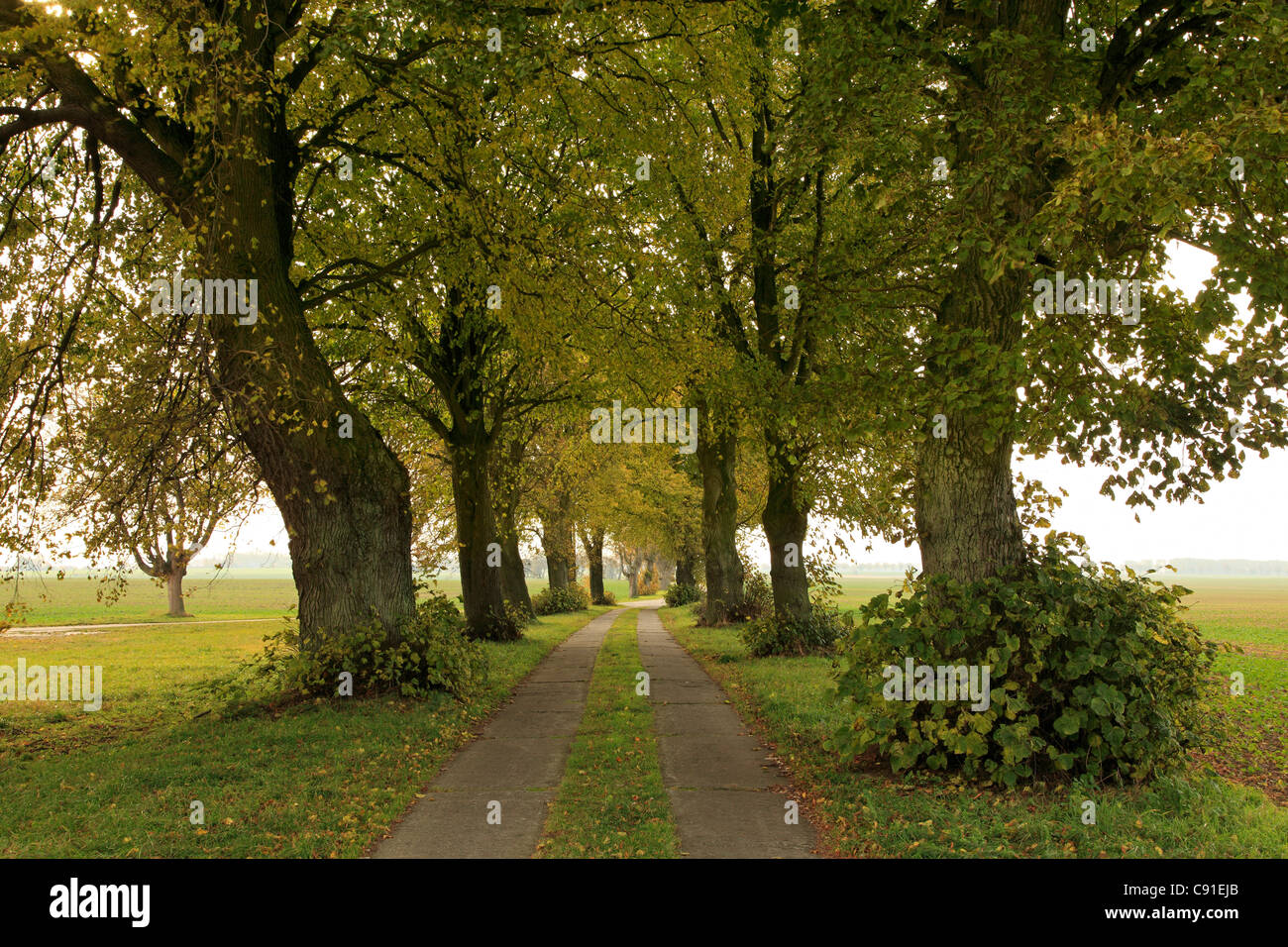 Lime-tree alley near Stralsund, Baltic Sea, Mecklenburg-Western ...