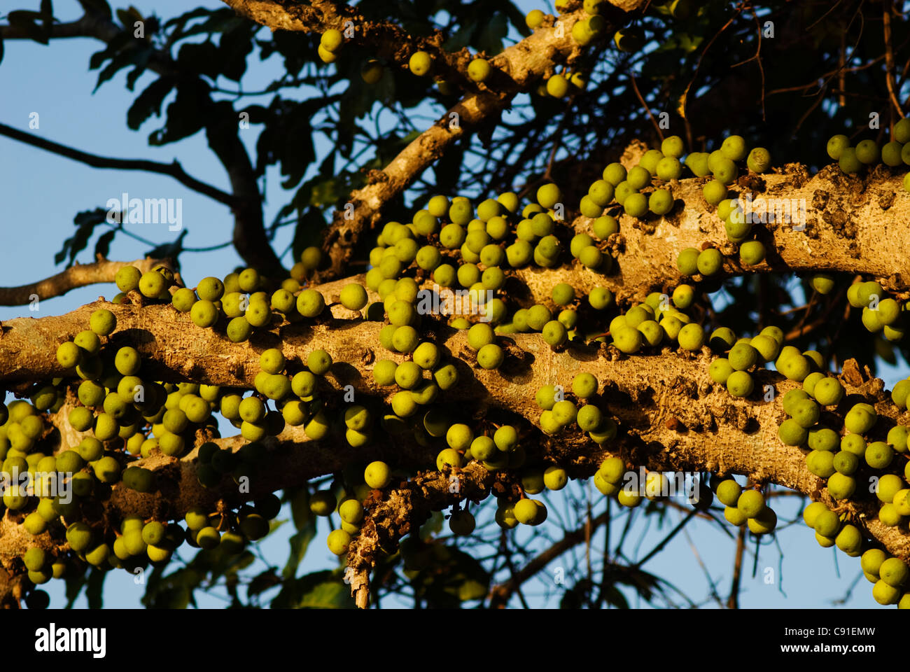 Exotic fruit grows on a lakeshore tree at Mwaya Beach Stock Photo - Alamy