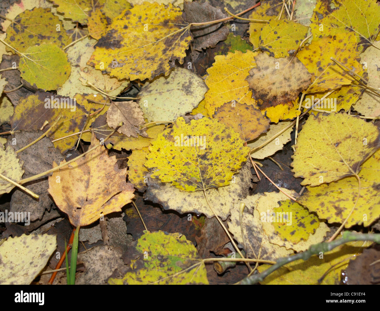 Poplars in the fall foliage hi-res stock photography and images - Alamy