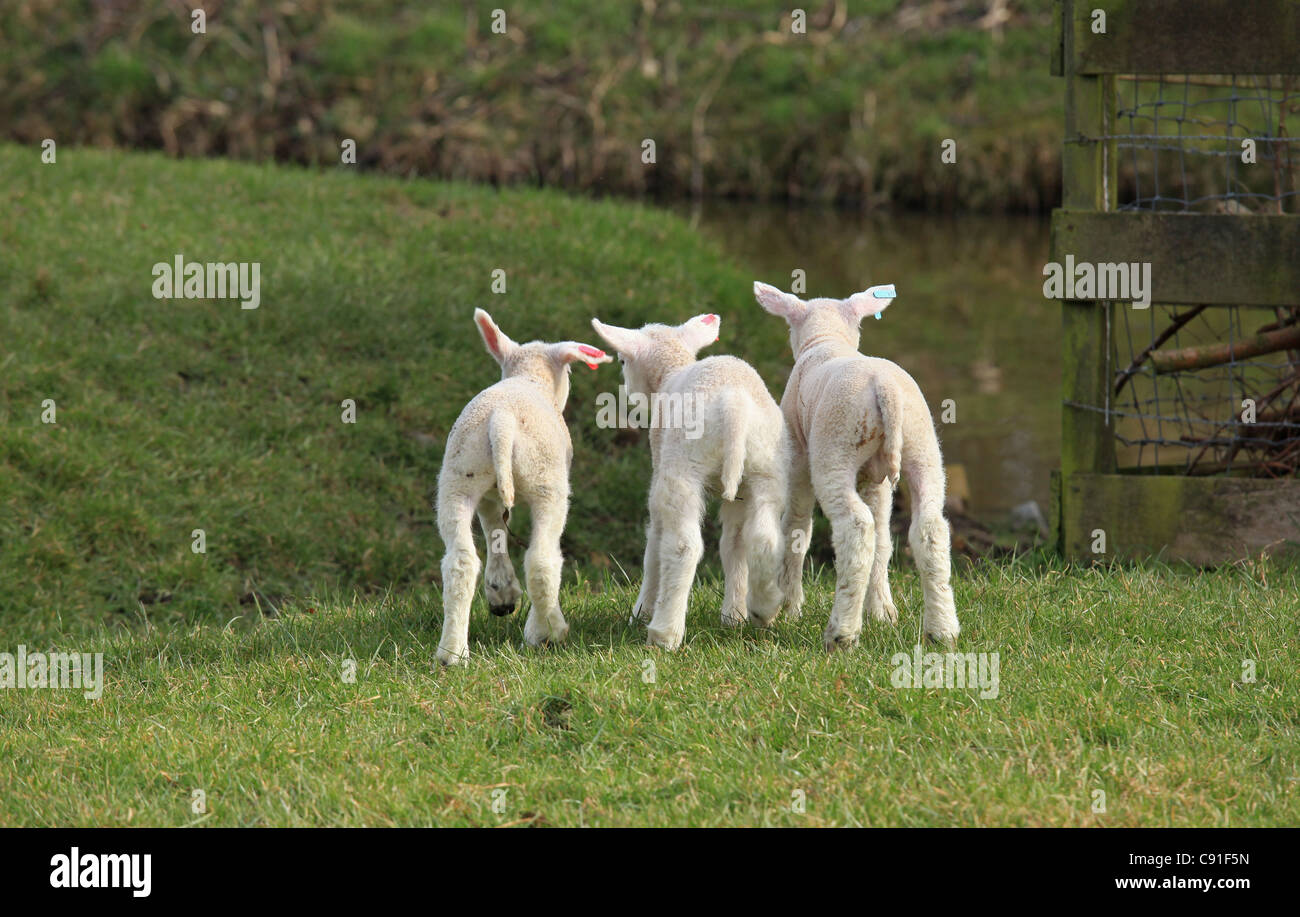 Three little lambs in a meadow Stock Photo - Alamy