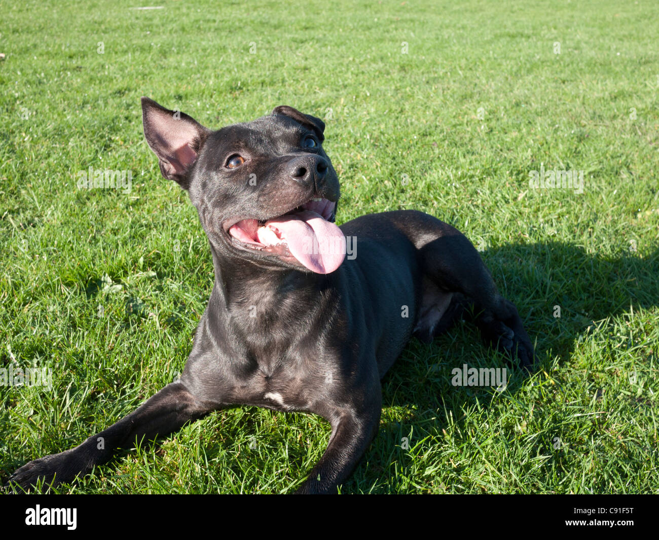 Staffordshire bull terrier hi-res stock photography and images - Alamy