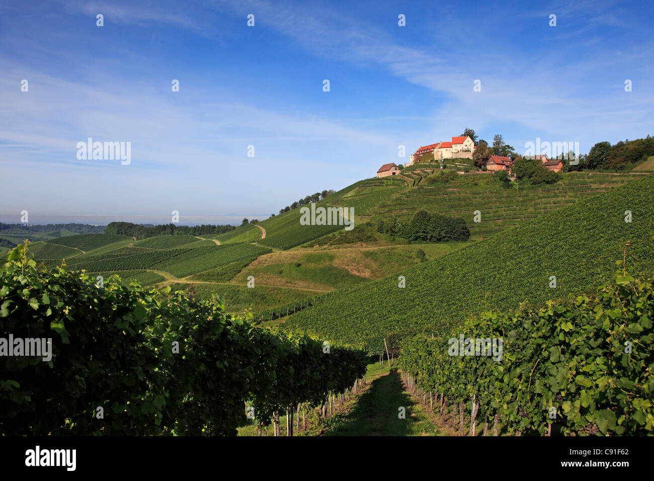 Staufenberg castle, near Durbach, Ortenau region, Black Forest, Baden ...