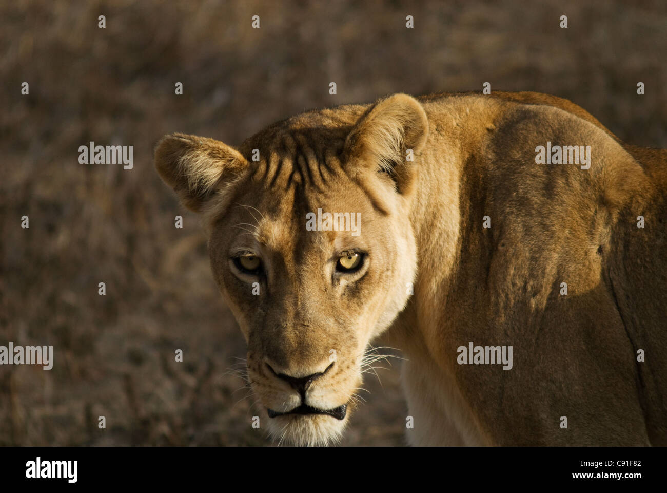 Steely gaze hi-res stock photography and images - Alamy