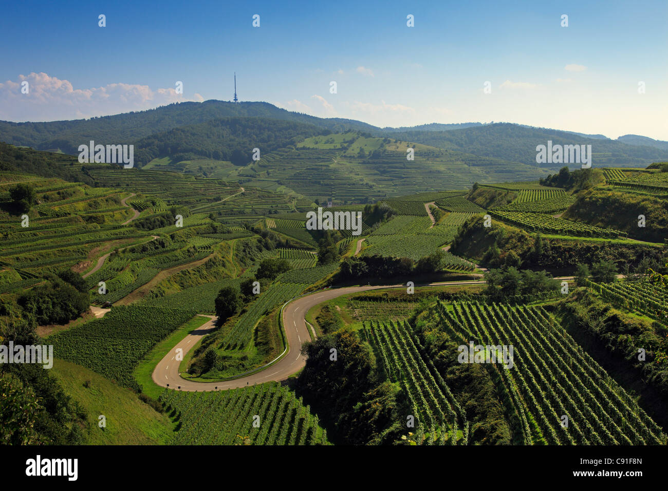 View to the vineyard terraces near Oberbergen, Kaiserstuhl, Breisgau ...