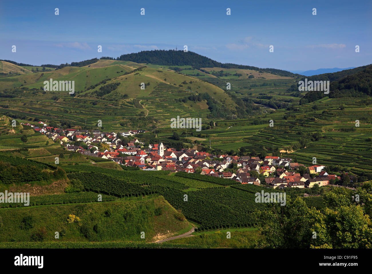 View from the vineyards to Oberbergen, Kaiserstuhl, Breisgau, Black ...