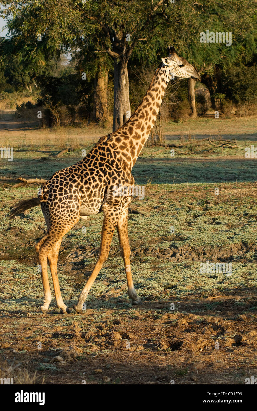 Luangwa giraffe hi-res stock photography and images - Alamy