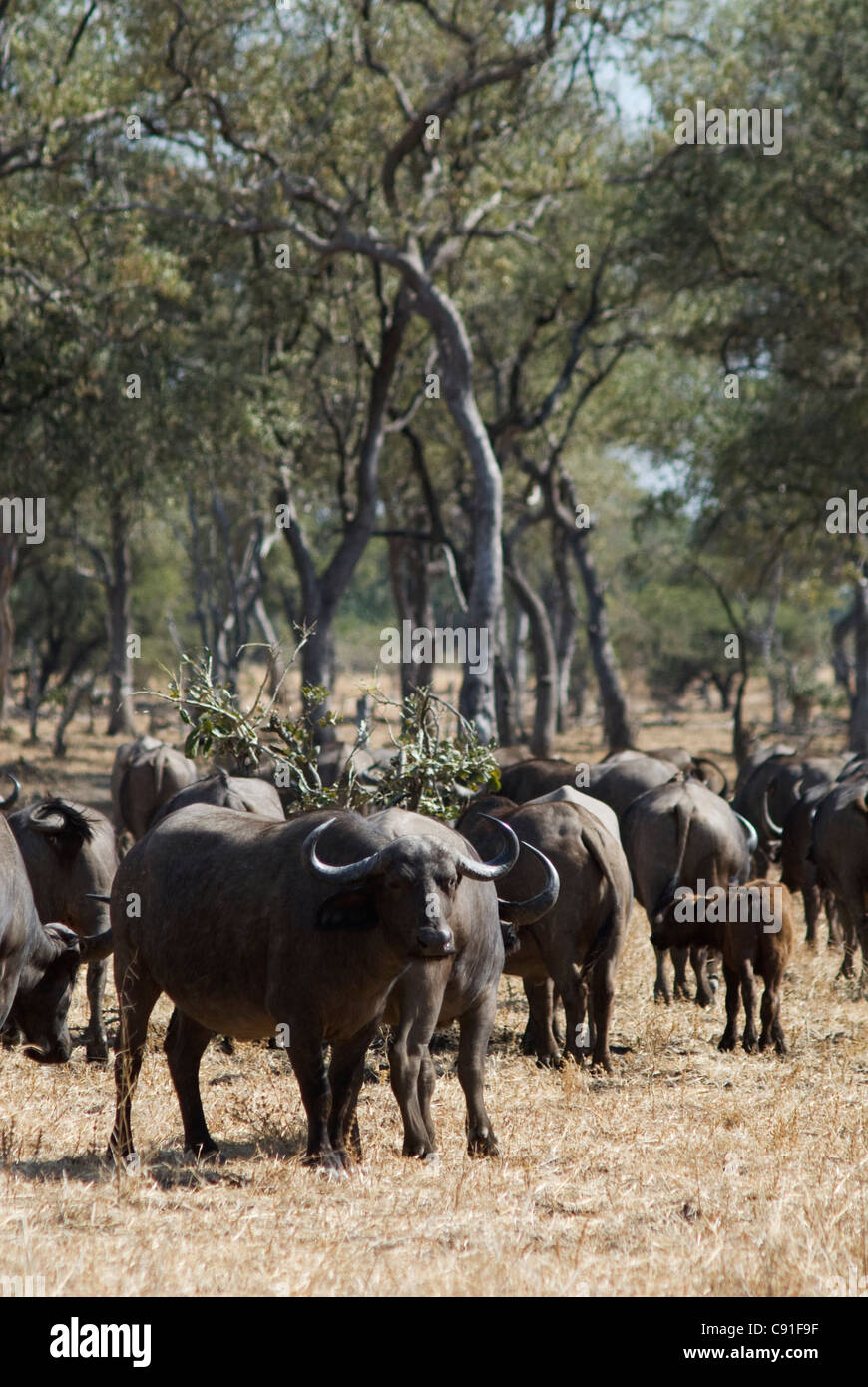 African water buffalo hi-res stock photography and images - Alamy