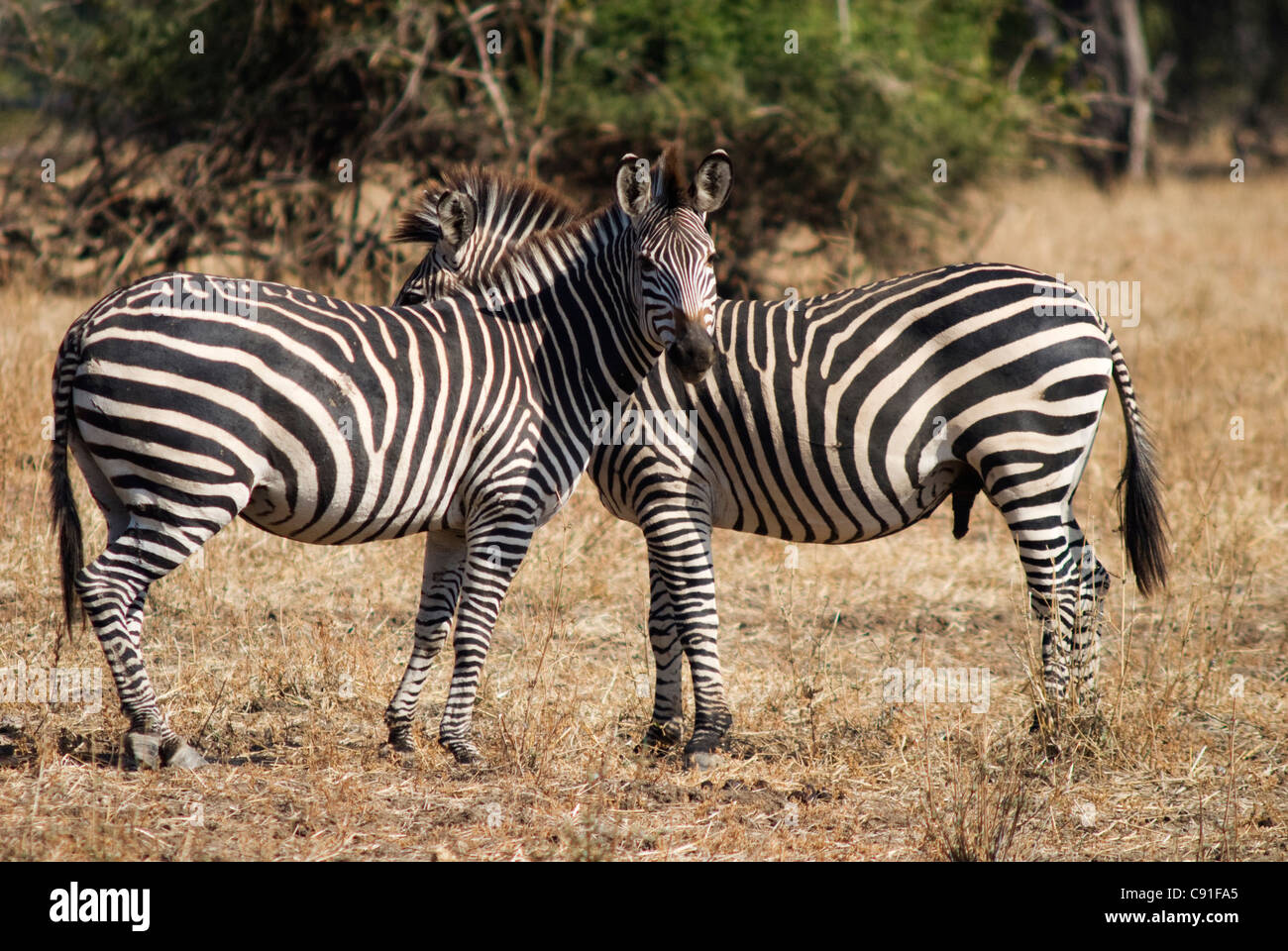 Burchills hi-res stock photography and images - Alamy