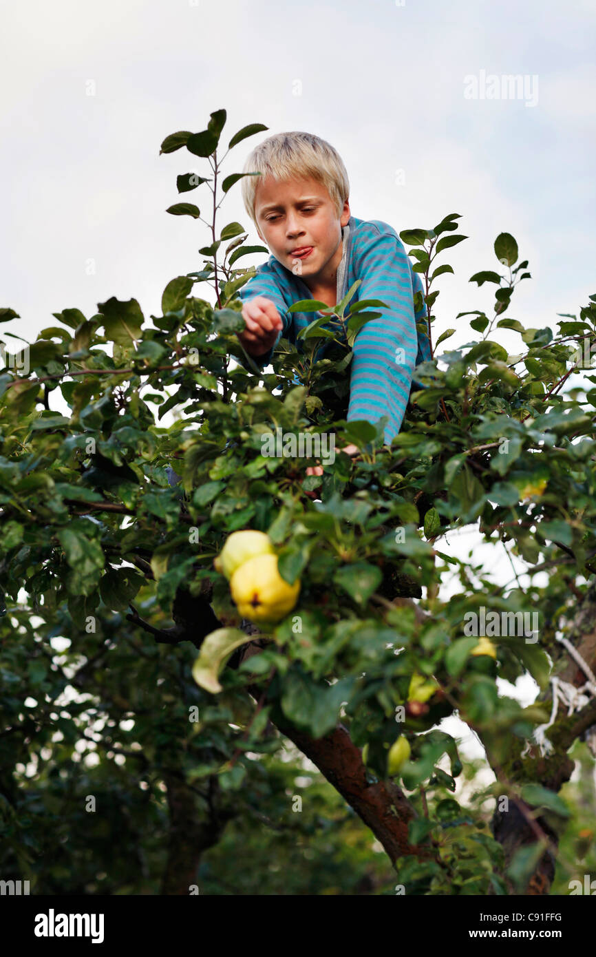 Boy picking fruit in tree Stock Photo - Alamy