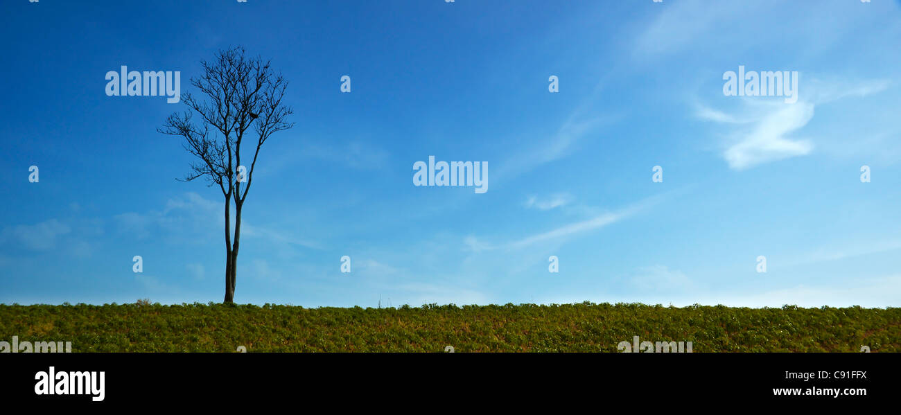 Stand alone tree without leaves Stock Photo - Alamy
