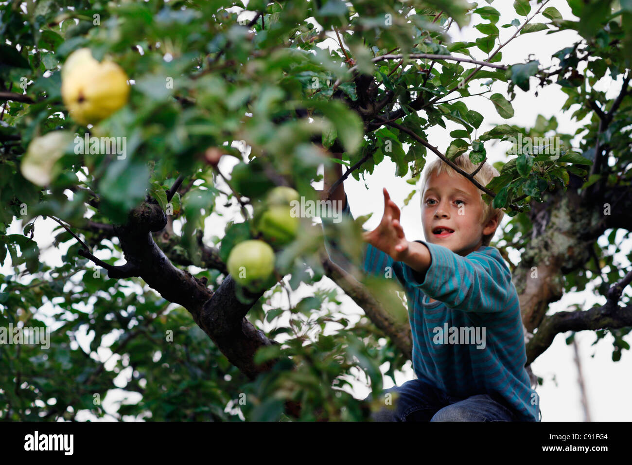 Boy climbing apple tree hi-res stock photography and images - Alamy