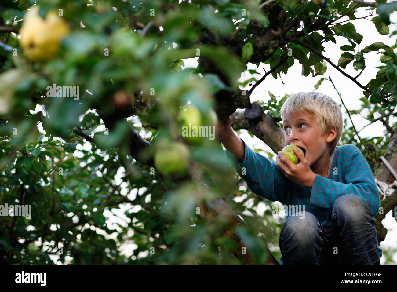 Boy eating in fruit tree Stock Photo - Alamy