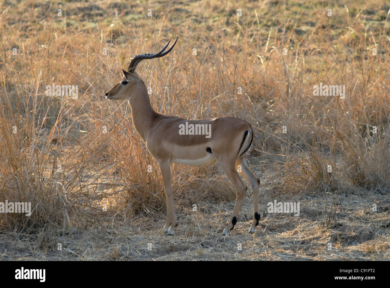 Impala deer hi-res stock photography and images - Alamy